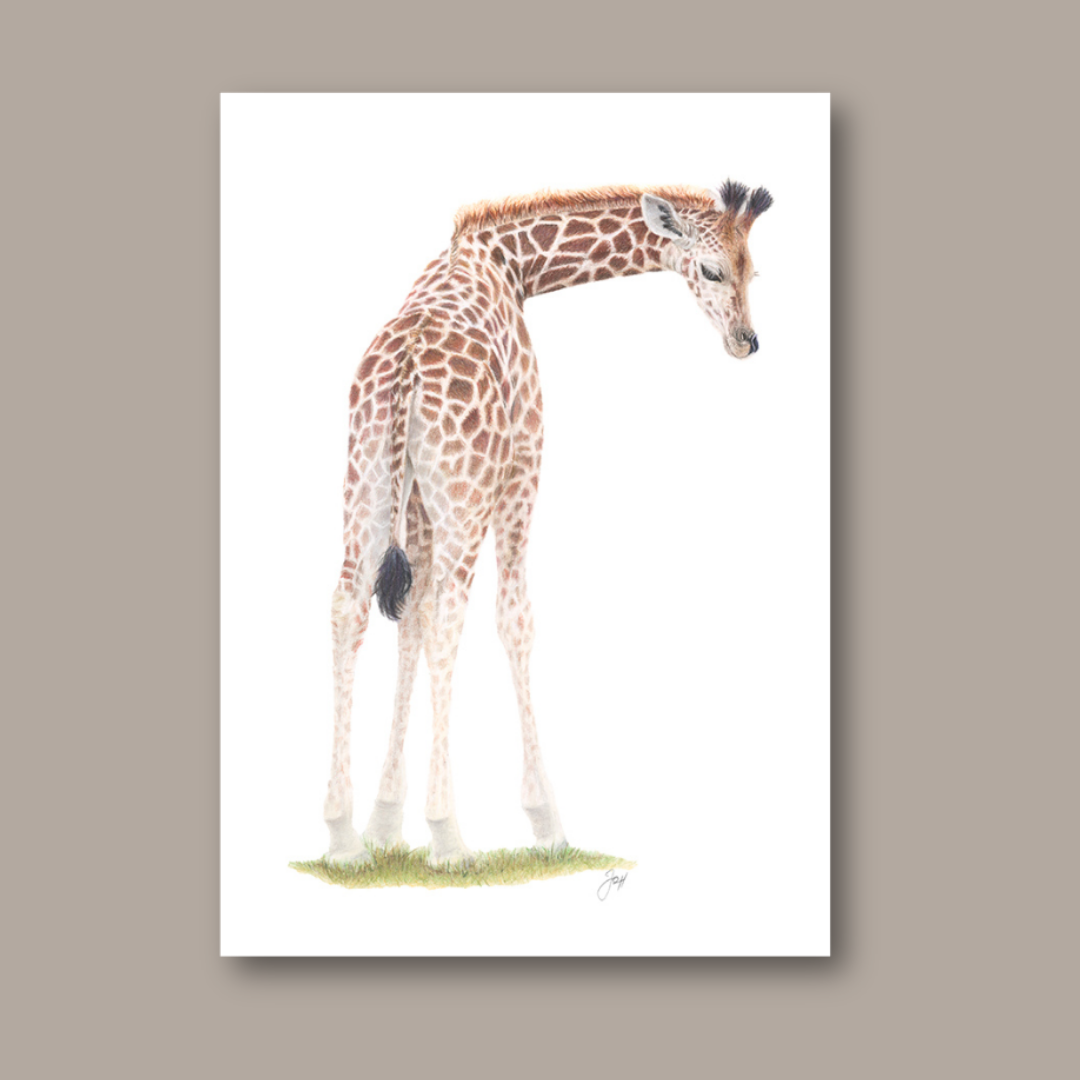 Giraffe On The Open