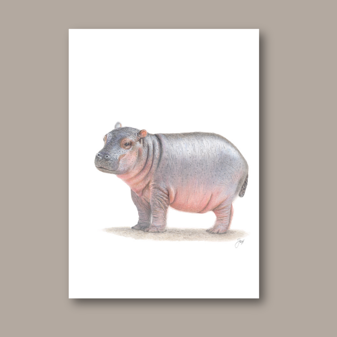 Drawing Of A Hippo Hippopotamus Line Drawing Images – Browse 9,338